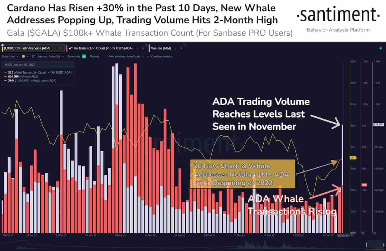 Cardano trading volume hits a 2-month high as ADA whale transactions surge